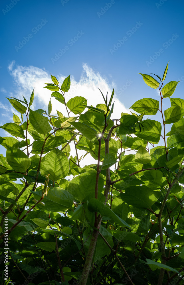 Looking up at Japanese Knotweed plant growing out of control, this ...
