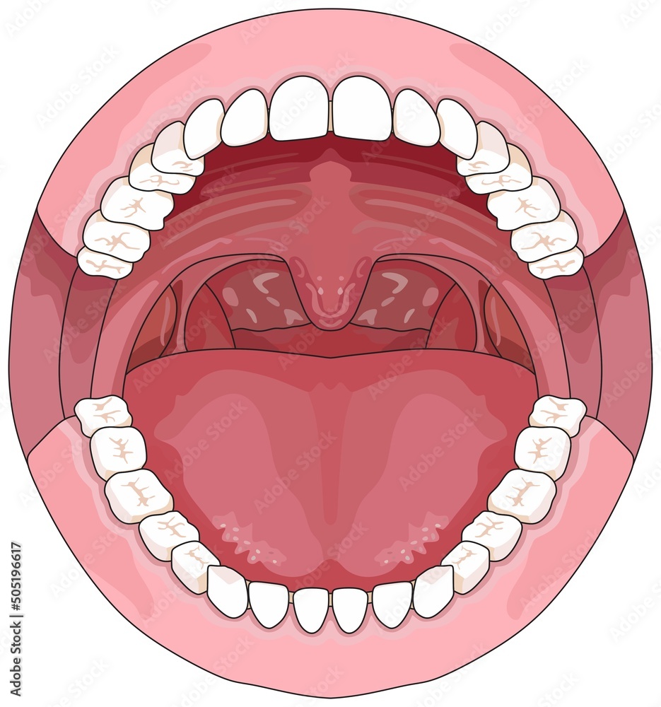 Open human mouth with tongue uvula full teeth upper lower jaw incisor ...