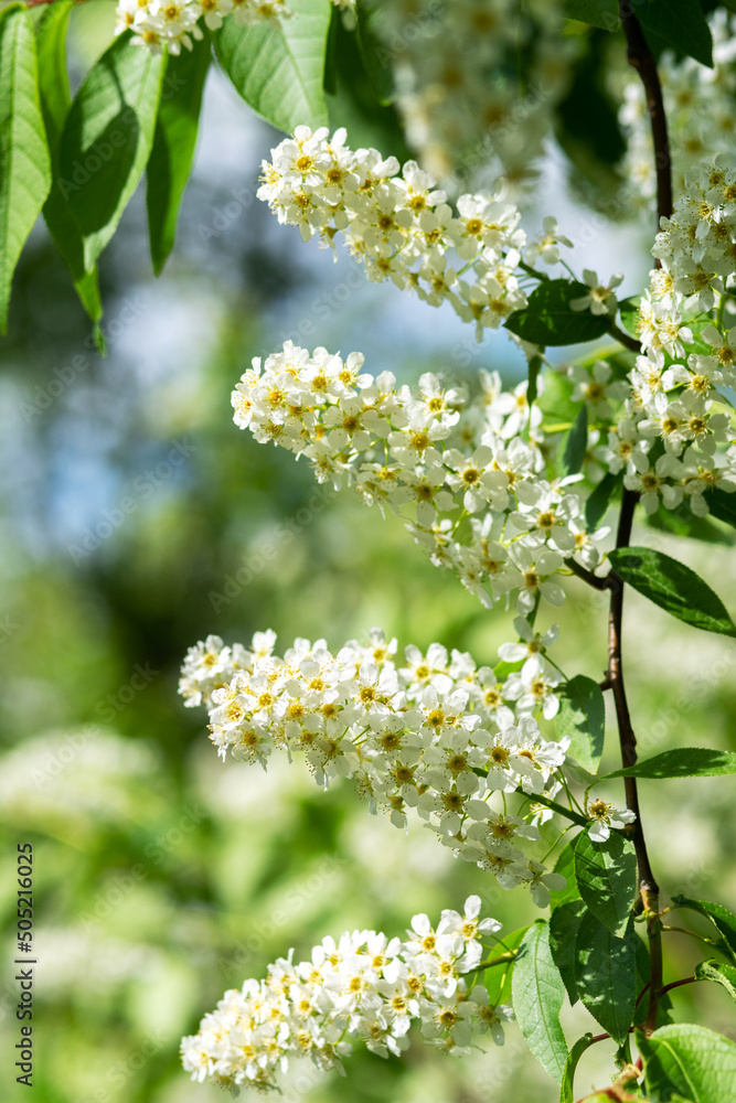 Branches of flowering bird cherry trees in close-up. white Prunus padus ...