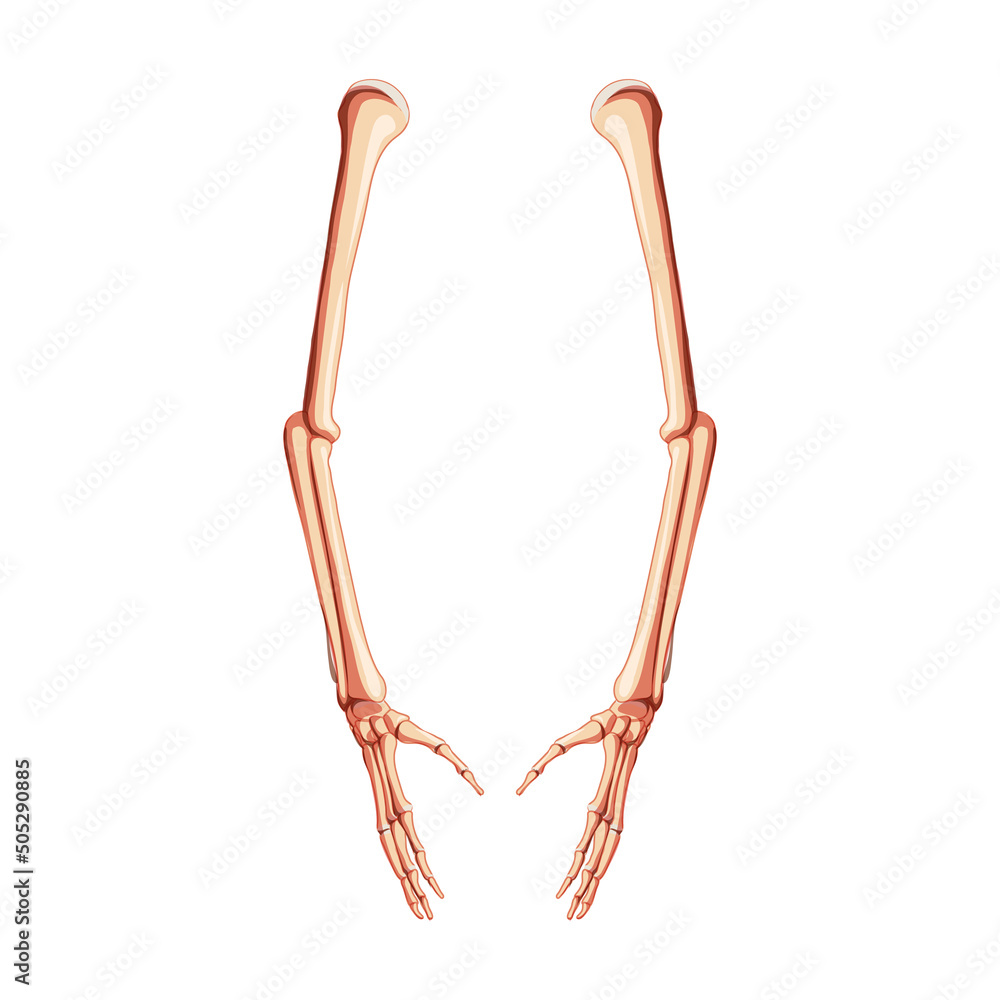 Arms Skeleton Human side view. Set of 3D hands, forearms, humerus, ulna ...