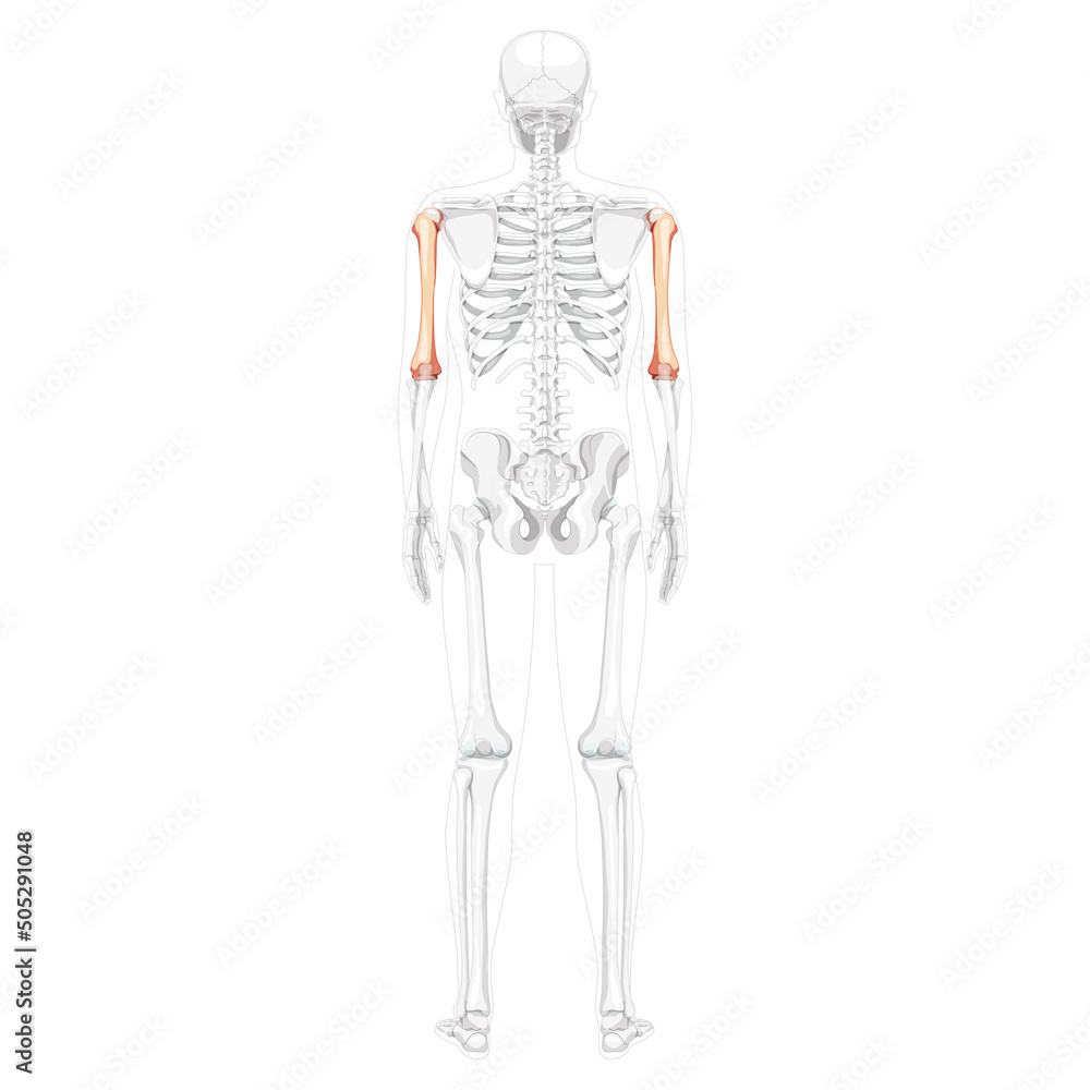 Skeleton Humerus arm Human back Posterior dorsal view with partly ...