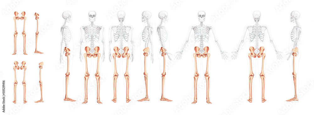 Image vectorielle Stock Set of lower limbs Human Pelvis, legs, Thighs ...