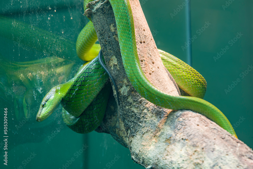 The red-tailed green ratsnake (Gonyosoma oxycephalum) is a species of ...