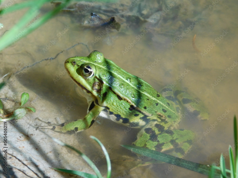 edible frog Pelophylax kl. esculentus rana European frog, also known as ...