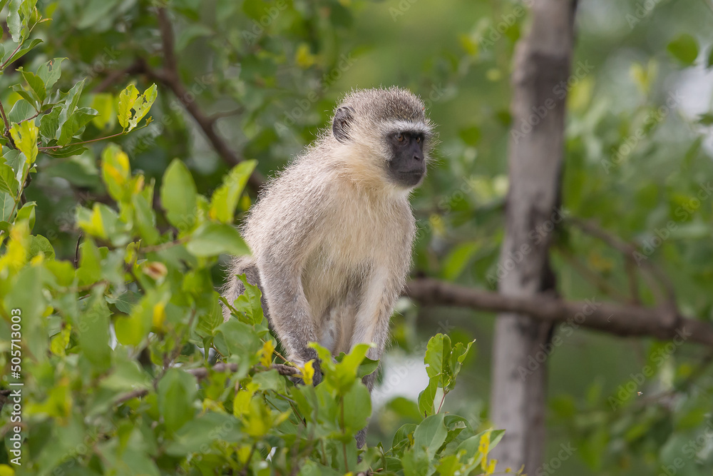 Vervet monkey - Chlorocebus pygerythrus - sitting on tree and watching ...