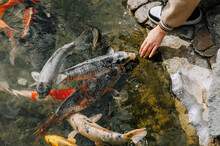 Large White Koi Fish In A Pond Free Stock Photo - Public Domain Pictures