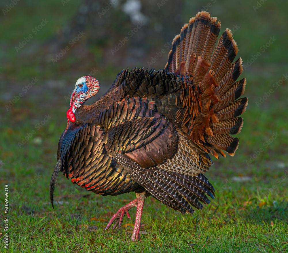 Wild Osceola turkey - Meleagris gallopavo osceola - aka Florida turkey ...