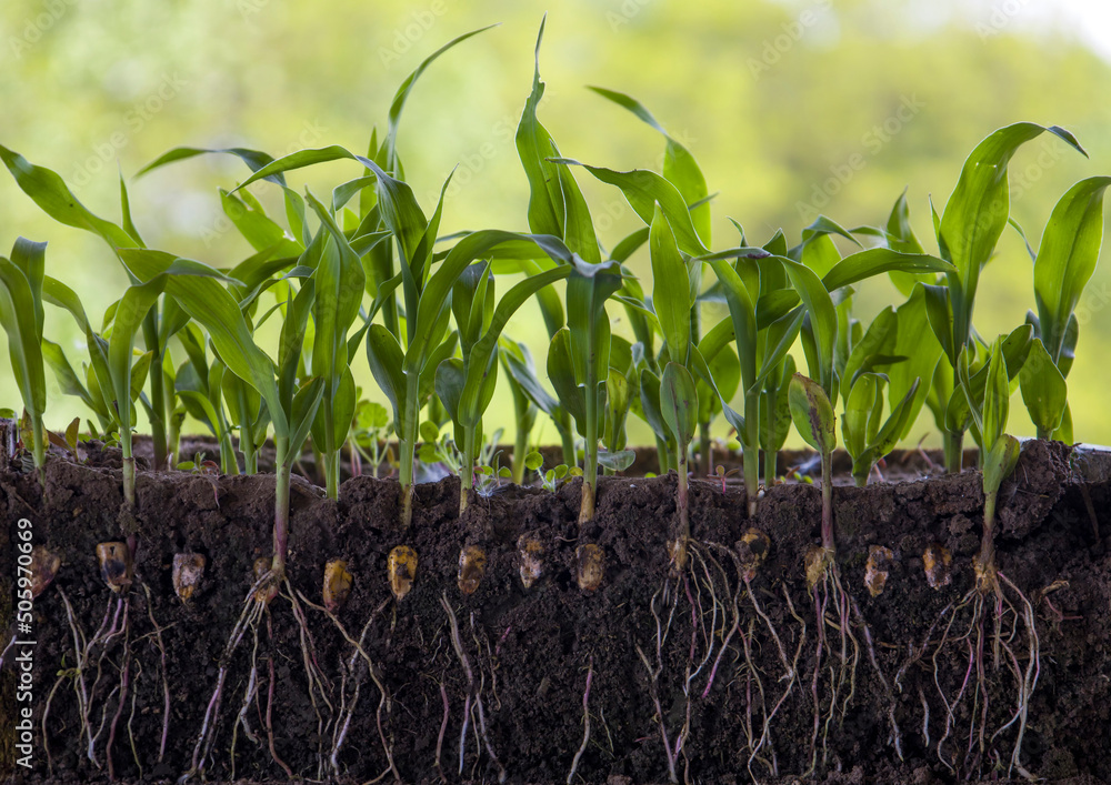 Young shoots of corn with roots isolated on white Stock Photo | Adobe Stock