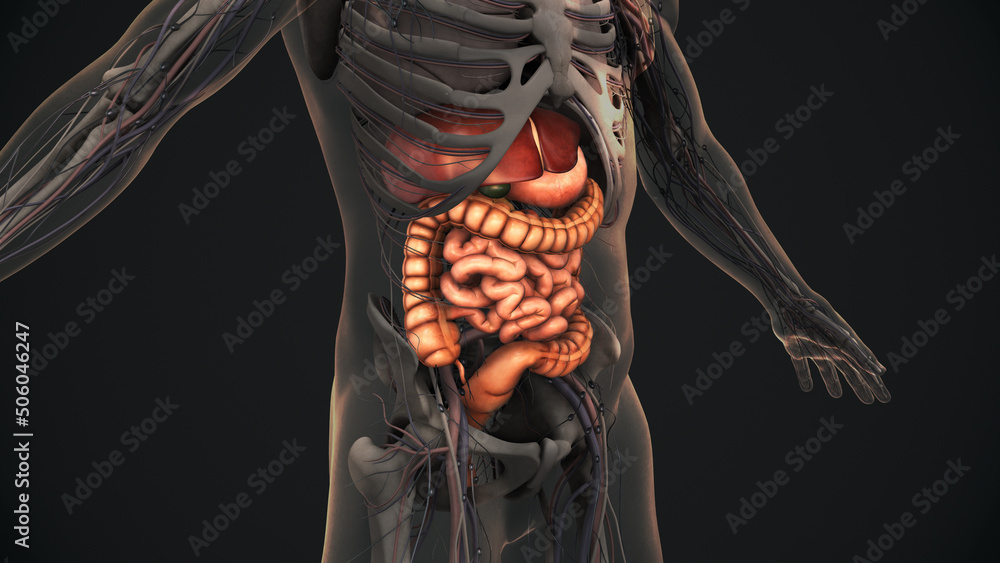 Human digestive system anatomy Stock Illustration | Adobe Stock