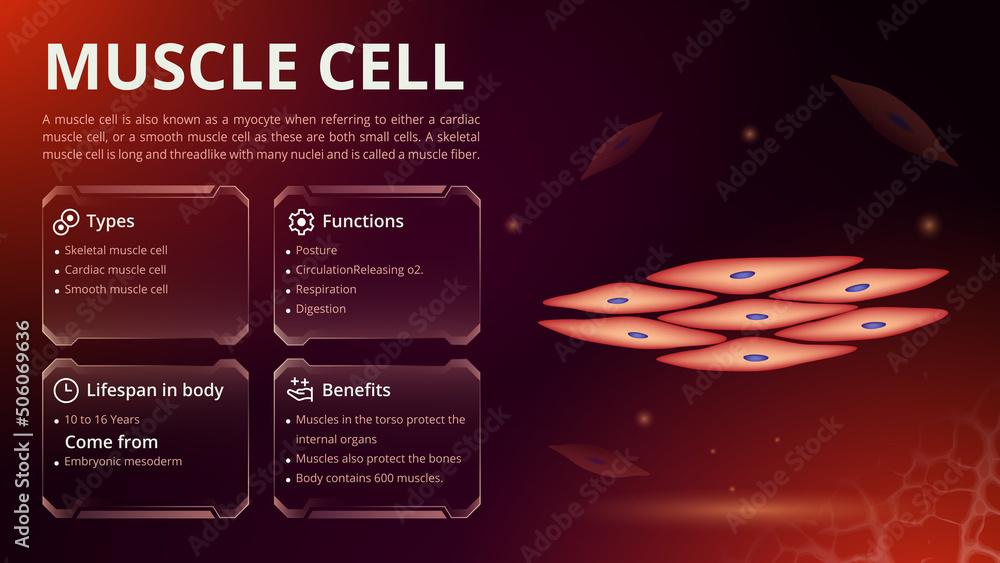 Structure, Function and Types of Muscle Cell -Vector Image Design Stock ...