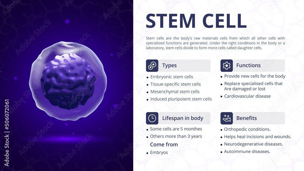 Structure, Function and Types of Stem Cell- Vector Image Design 素材庫向量圖 ...
