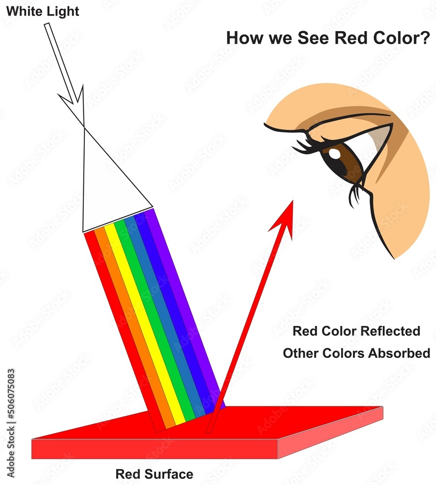How human eye see red surface infographic diagram physics mechanics dynamics science education ...