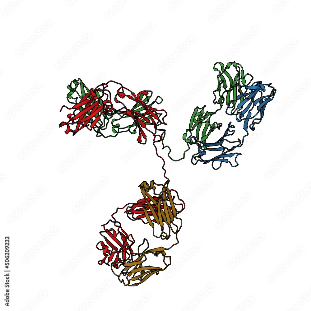 Structure of an intact IgG antibody. 3D ribbon representation ...