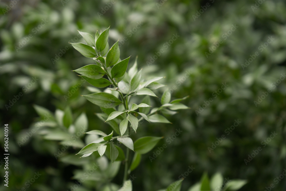Green leaves, natural background, green wild leaves in park Stock Photo ...