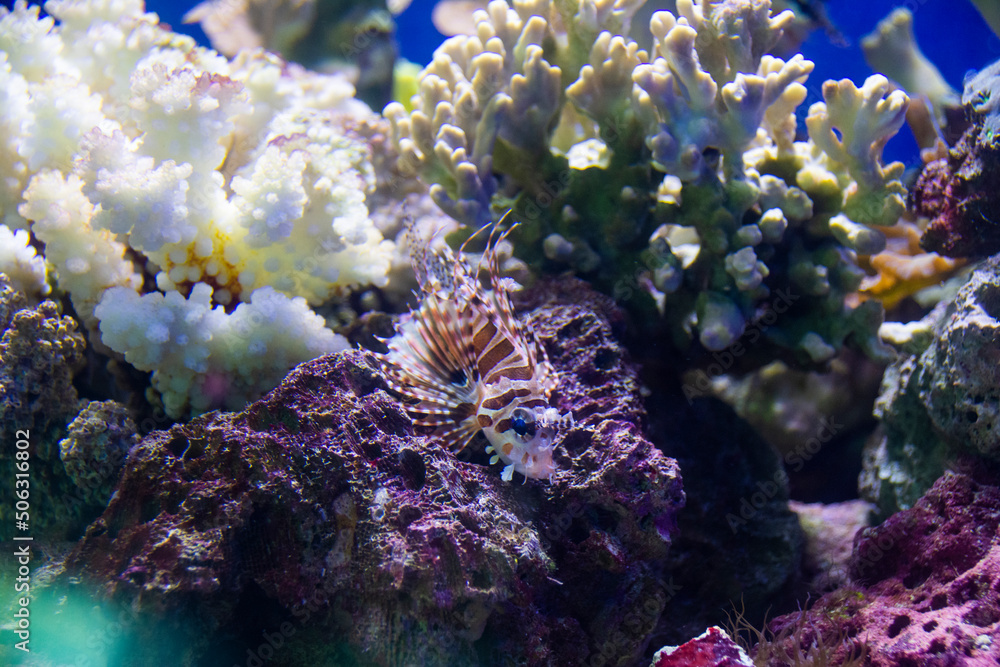 Juvenile Zebra lionfish (Dendrochirus zebra) is sitting on the rock in ...