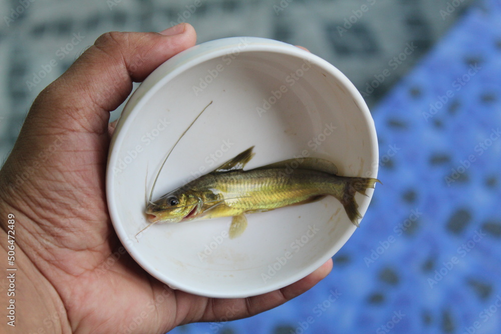 mystus tegra fish in a pot stinging seenghala fish kantia machha sale ...