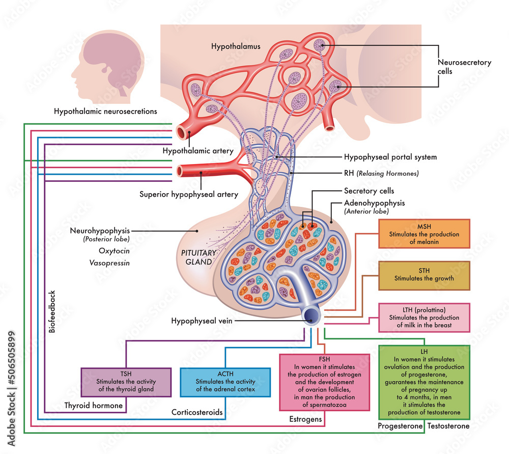 Medical Diagram Of Pituitary Gland Functions Stock Illustration