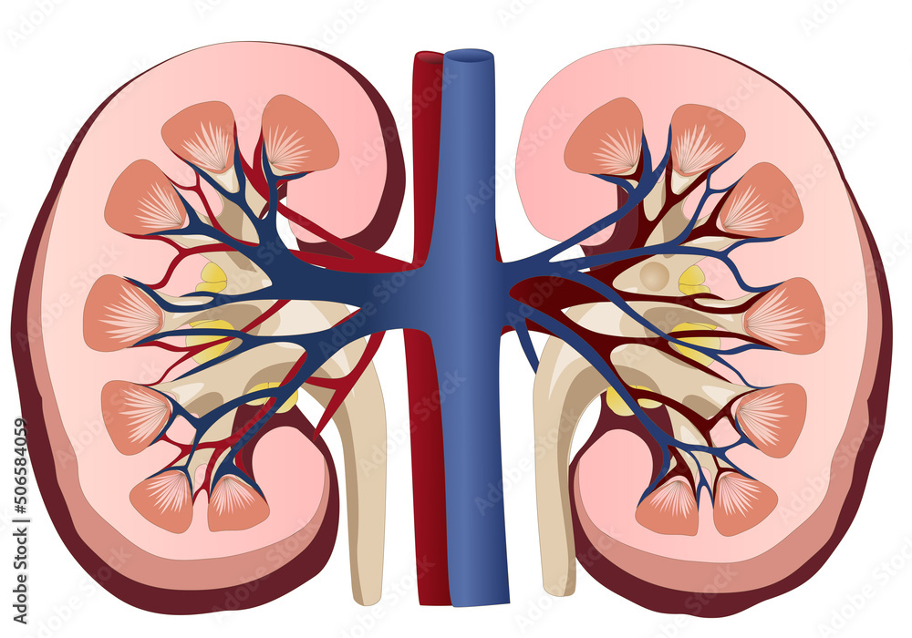 Human kidney anatomy vector for biology Stock Illustration | Adobe Stock
