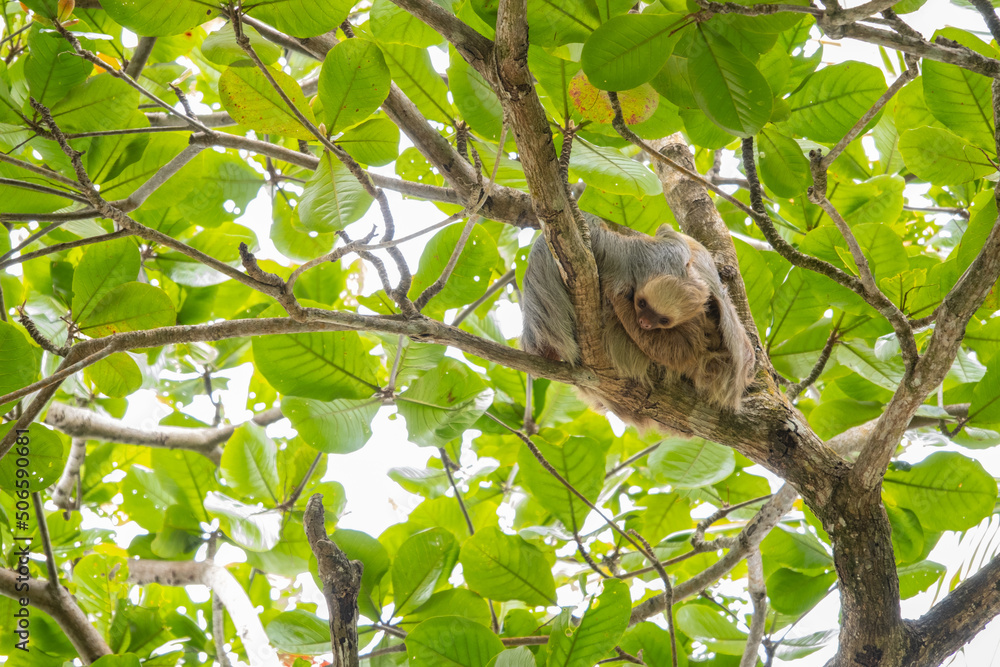 Baby sloth cuddles with mama sloth on a tree, two-toed sloth with long ...