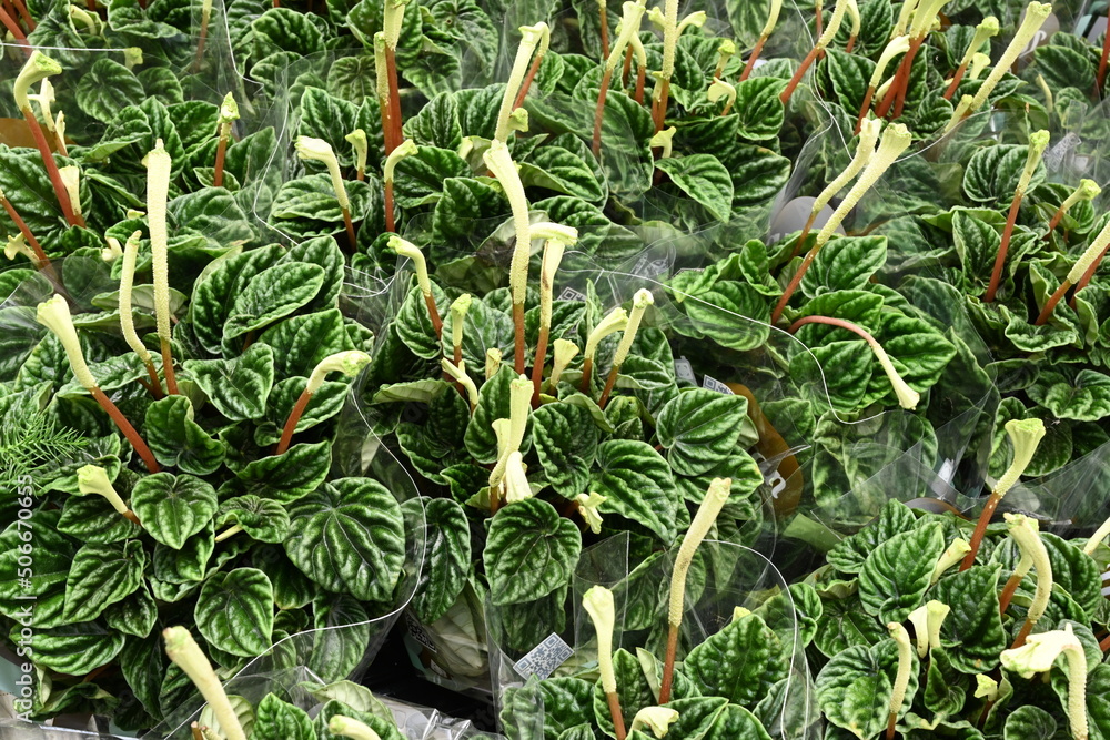 Peperomia caperata, the emerald ripple peperomia, is a species of ...