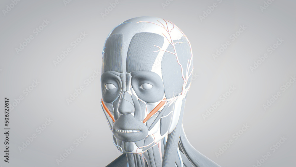 zygomaticus, all muscles of the face, detailed display of face muscles ...