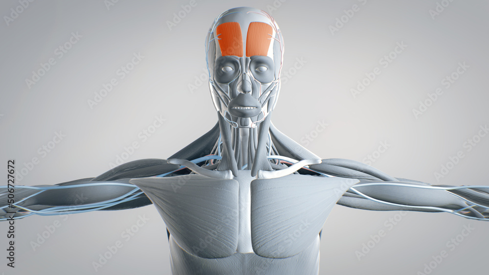 frontalis, muscles of the face, detailed display of face muscles, human ...