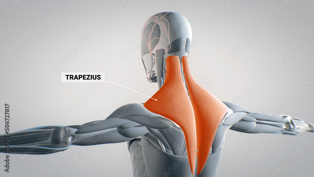 trapezius, human muscular system, 3D human anatomy, 3D render Stock ...