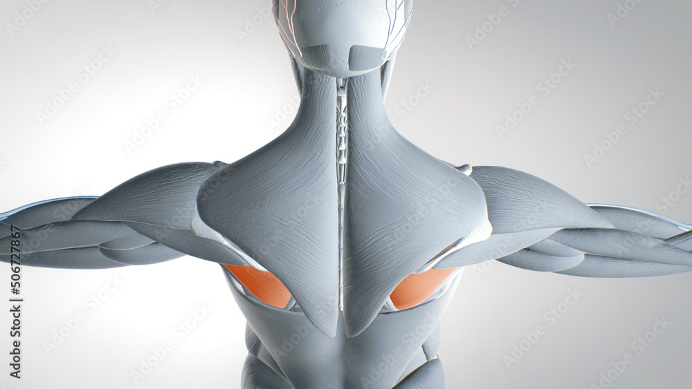 Teres major muscle, spine, detailed display of muscles, human muscular ...