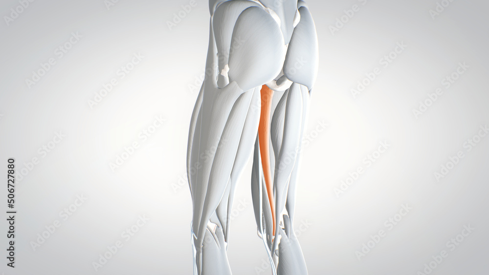 Gracilis muscle, leg muscles, detailed display of muscles, human ...