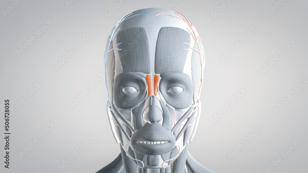 All muscles of the face, detailed display of face muscles, human ...