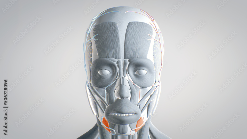 All muscles of the face, detailed display of face muscles, human ...