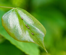 Redbud Tree Blossoms And Dew Free Stock Photo - Public Domain Pictures