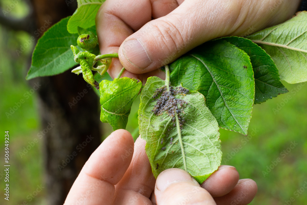 Control of aphids on plants. The fingers of a man hold a leaf on an ...