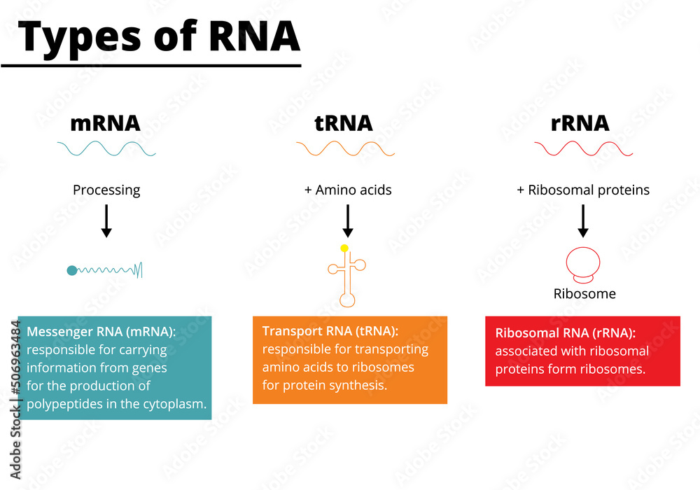 Stock-Vektorgrafik „Types of RNA: messenger RNA (mRNA), transport RNA ...