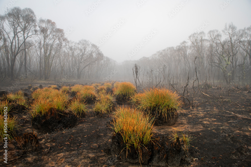 Button grasses in the fog, regenerating after the 2019 bushfires in the ...