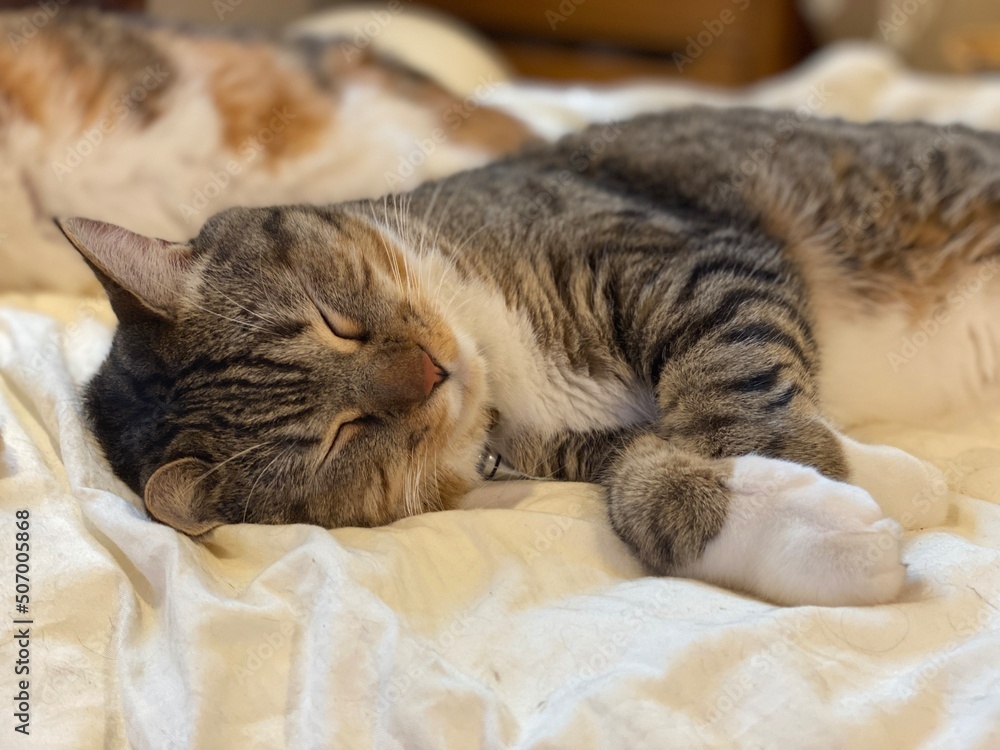 2 years old Ms. Macaron and Mr. Marshmallow sleeping together side by ...