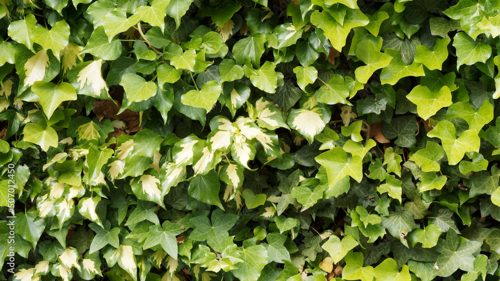 Hedera colchica 'Sulphur heart' - Lierre-sulphur-heart - Lierre de ...