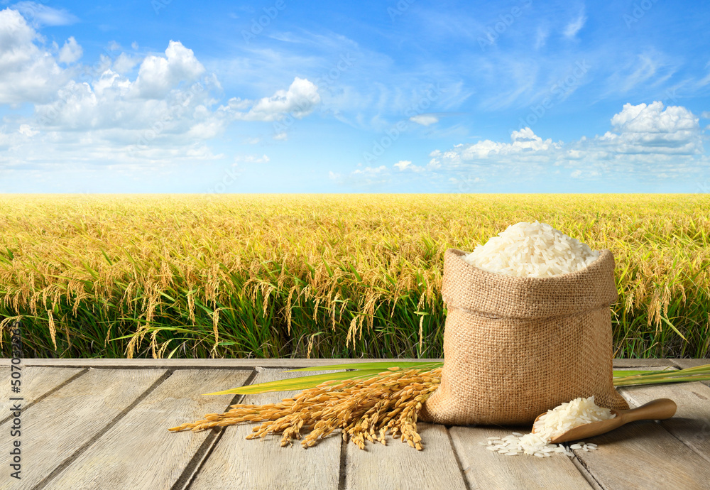 White rice and paddy rice with rice field background. Stock Photo ...