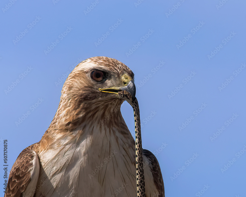 Stock-Foto „A red-tailed hawk grips a snake in its beak after a ...