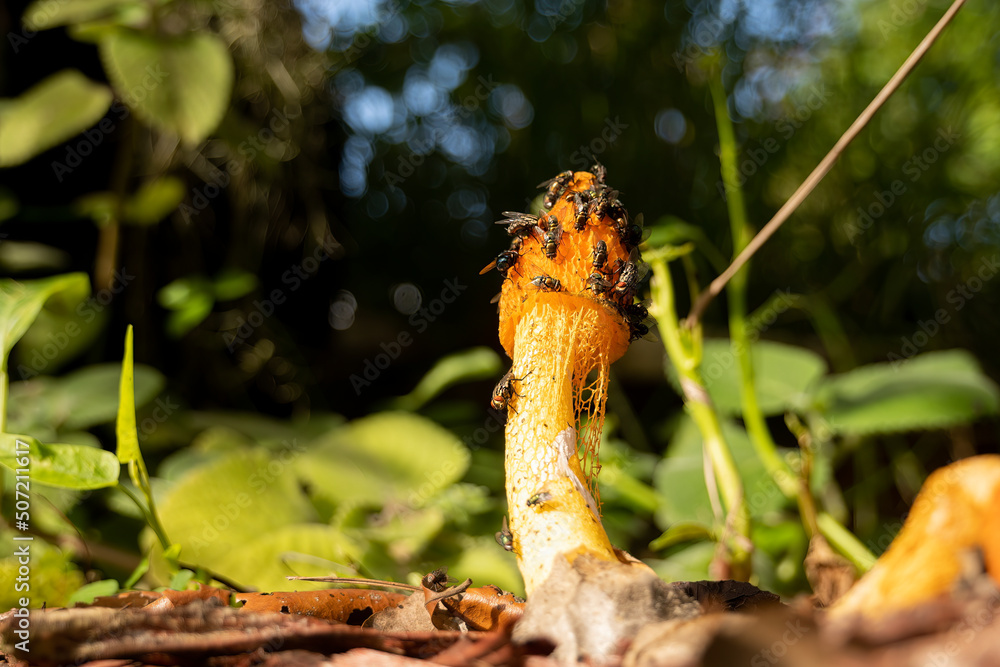 Golden orange stinkhorn fungi, phallus indusiatus, with the smell of ...