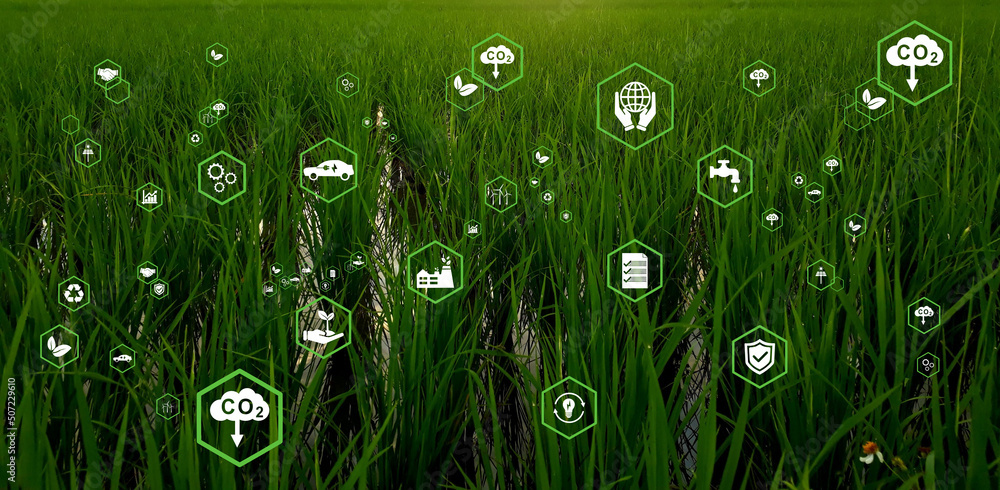 Net Zero - Icon with Net Zero on green rice fields. Net Zero and Carbon ...