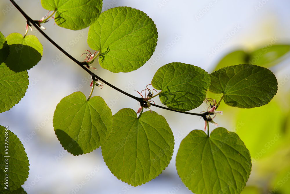 Cercidiphyllum magnificum, the large-leaf katsura or magnificent ...