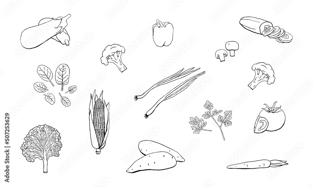 Hand Drawn Vegetable illustration set, ink sketch vector drawing, Black ...