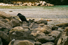 Crow Bowing Free Stock Photo - Public Domain Pictures