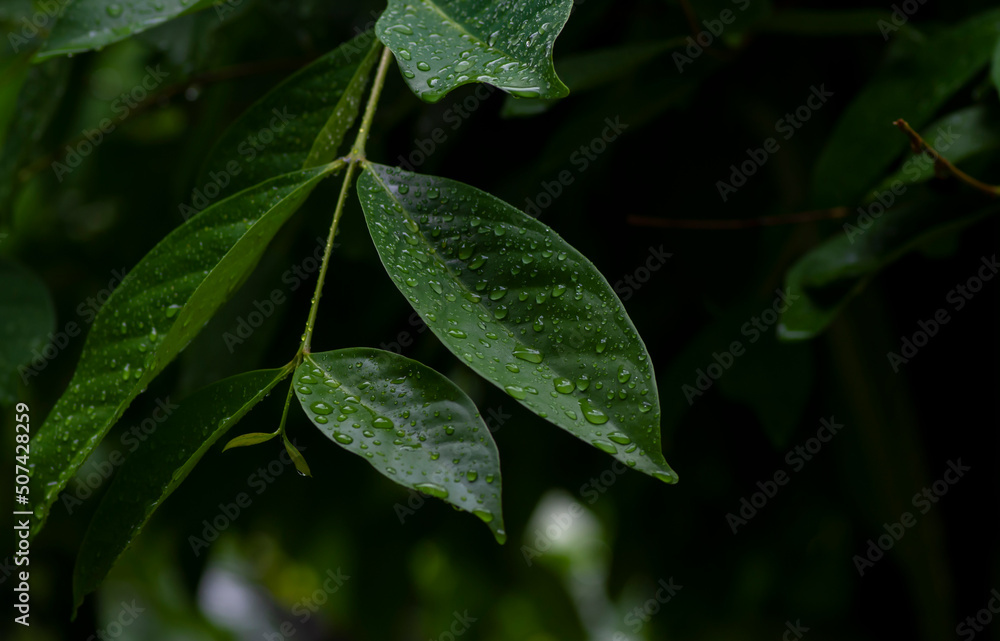 Syzygium polyanthum leaves, with common names Indian bay leaf and ...