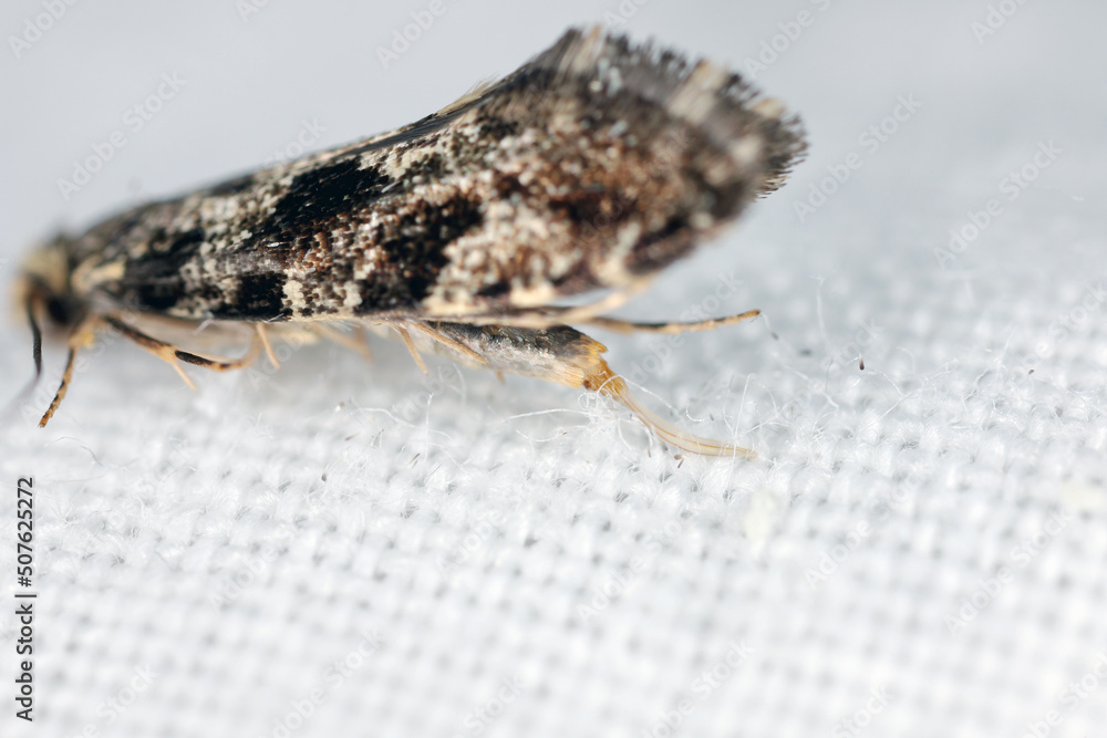 European grain worm or grain moth Nemapogon granella granellus is a ...