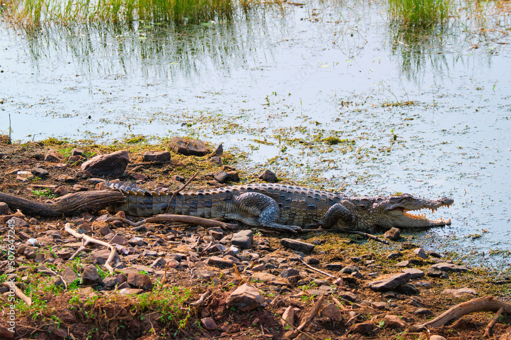 Snub Nosed Marsh Crocodile mugger crocodile (Crocodylus palustris) is a ...