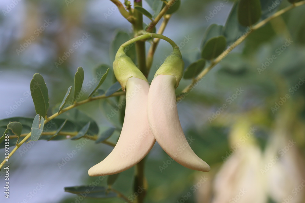 Cambodia. Sesbania grandiflora, commonly known as vegetable hummingbird ...