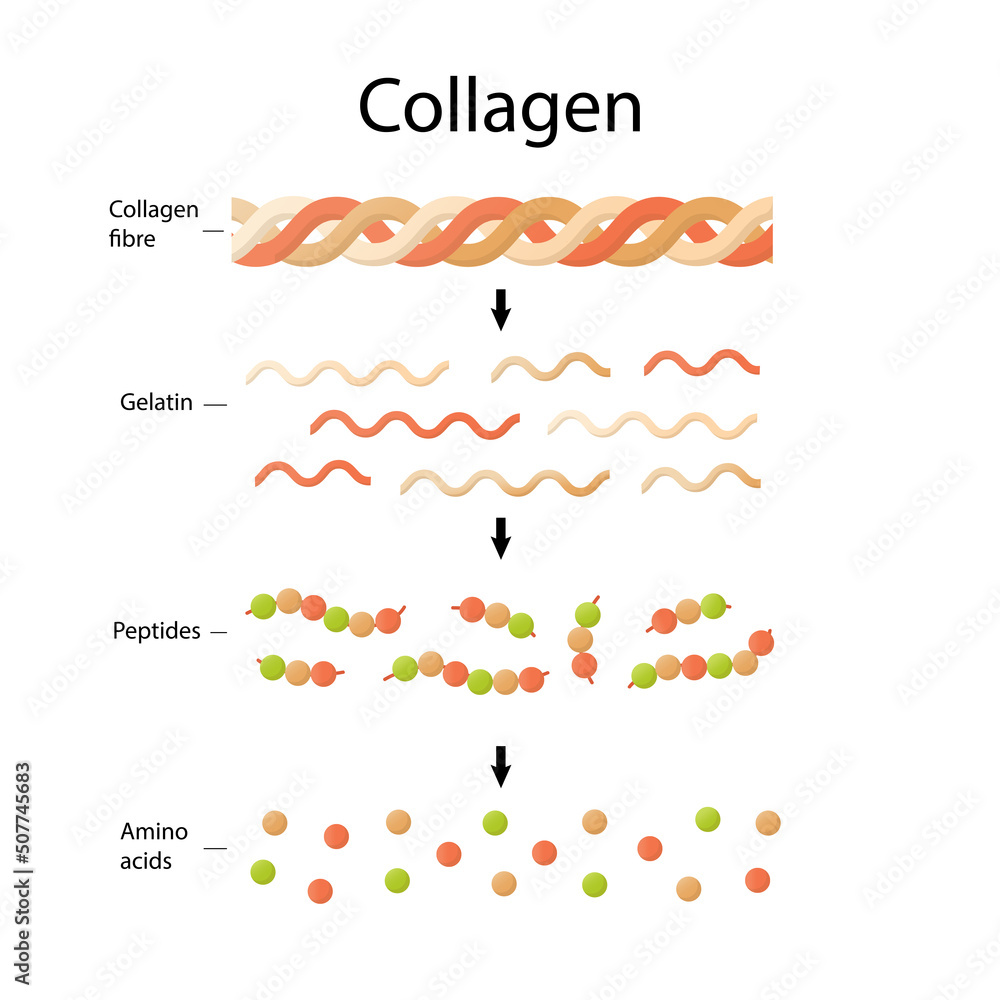 Amino acids, peptides, collagen. medical illustration in cartoon style ...