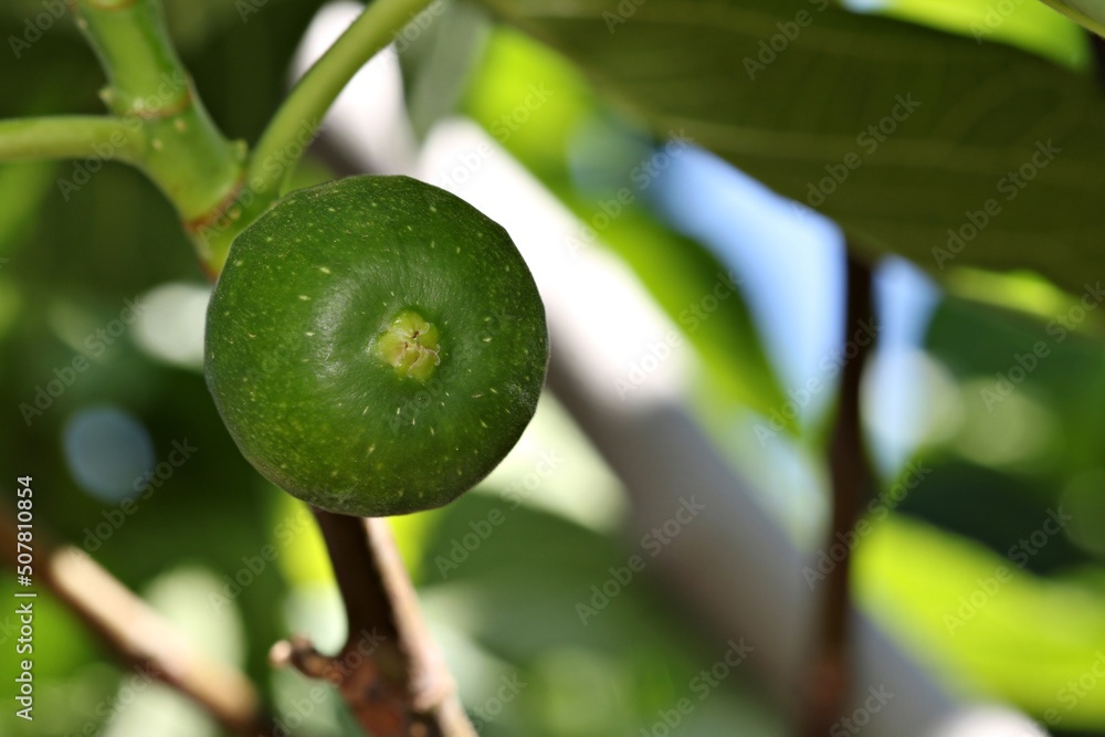 Photo Stock An early green fig ready to be picked. The first batch of ...